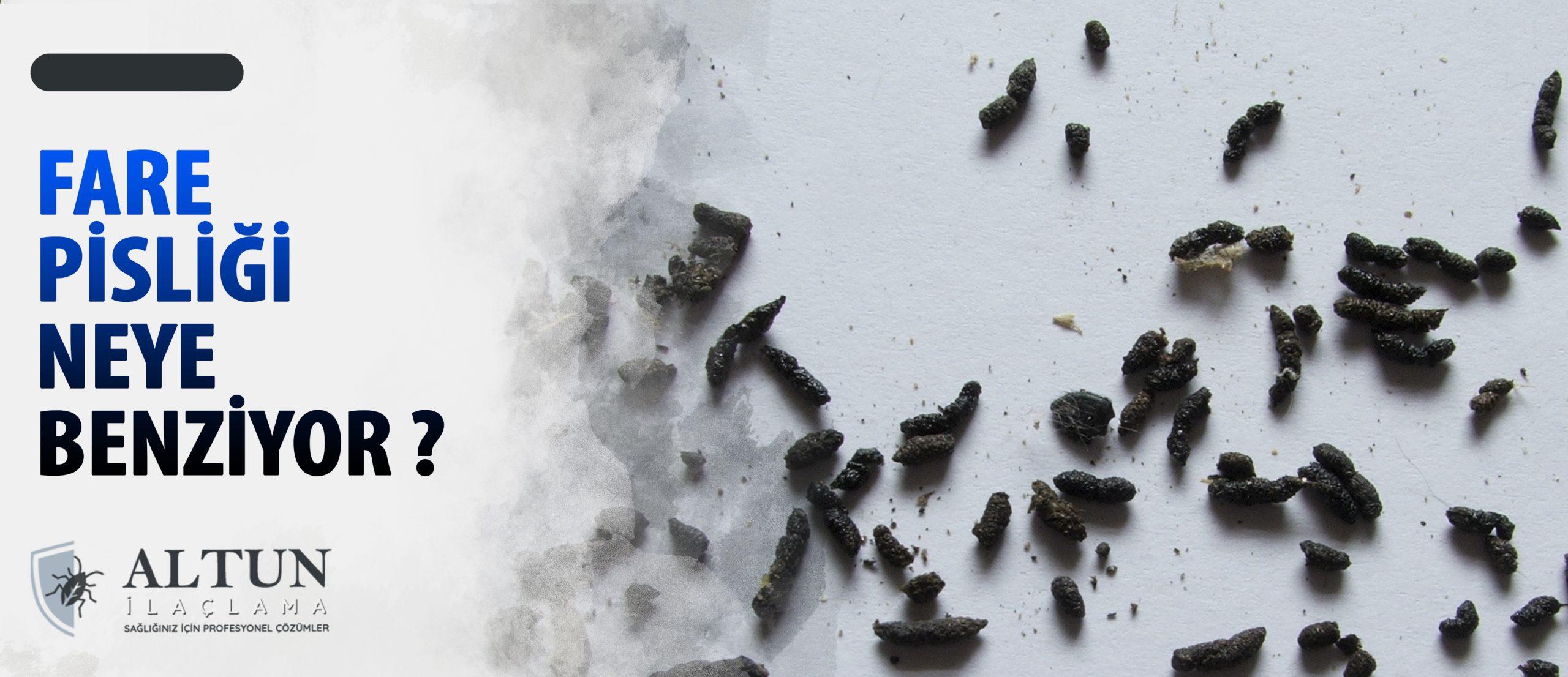 Fare Pisliği (Fare Boku) - Nerede Görünür, Nasıl Temizlenir - Altun